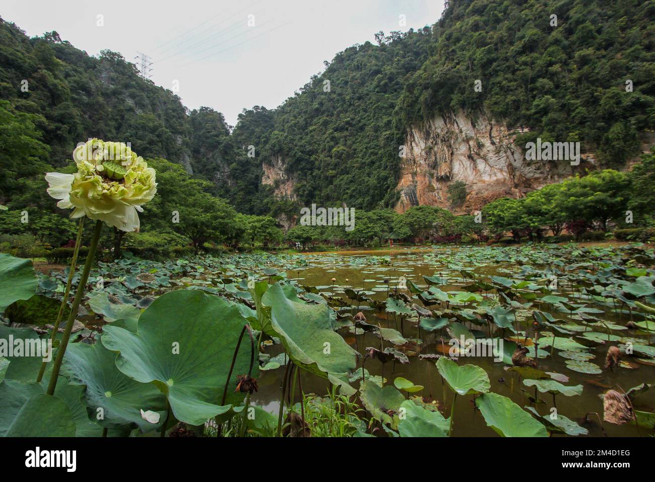 Beautiful lotus flowers with green leaves in the Kek Lok Tong cave ...