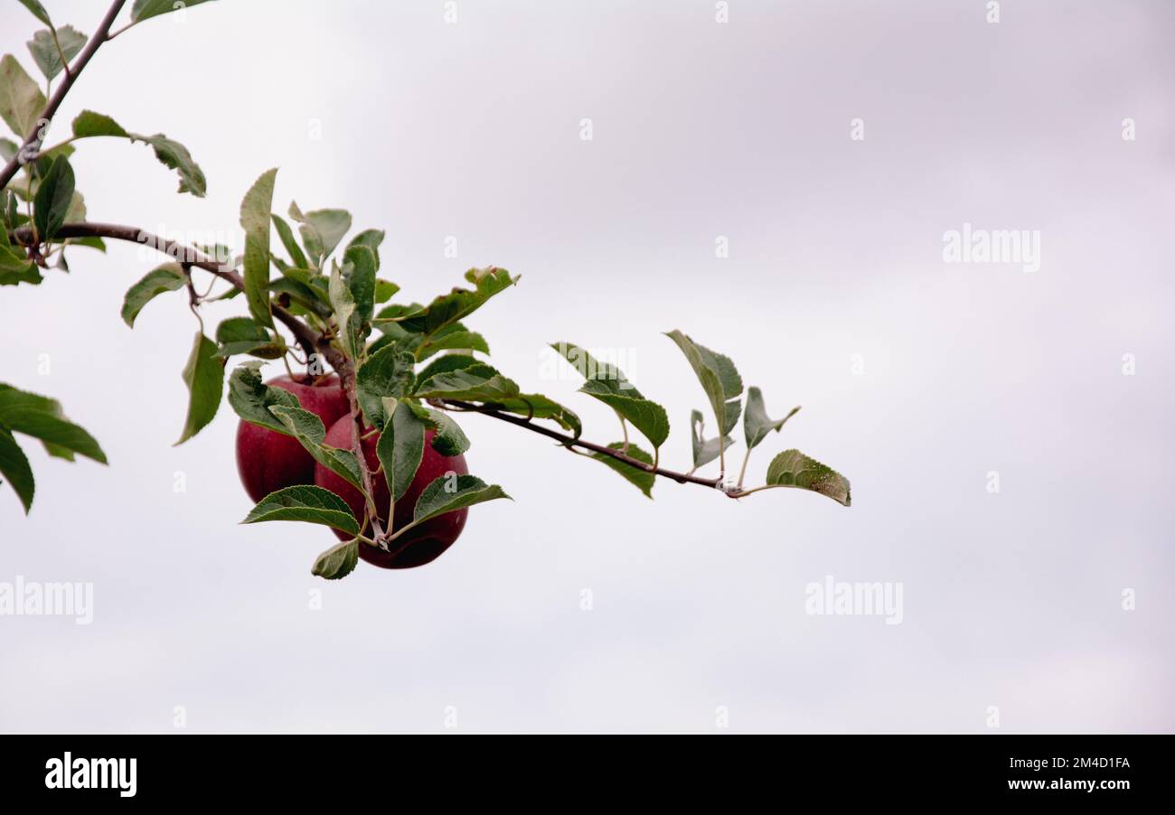 Apples Heavy on the Branch Stock Photo - Alamy