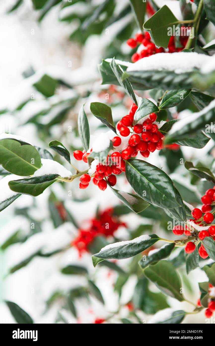Christmas Holly red berries, Ilex aquifolium plant. Holly green foliage ...