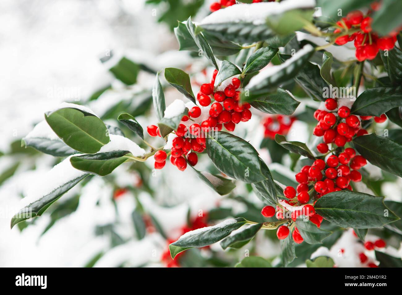 Christmas Holly red berries, Ilex aquifolium plant. Holly green foliage ...