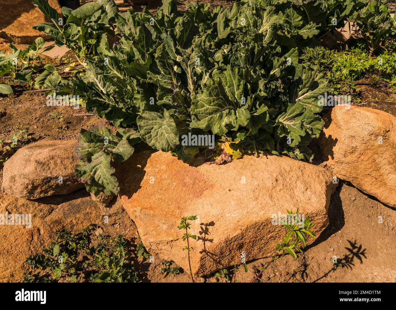arid landscape of rocks and green vegetable Stock Photo - Alamy