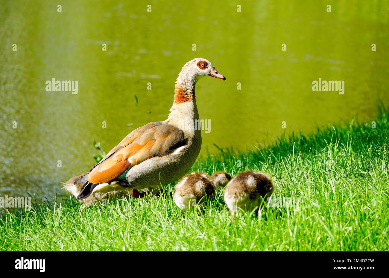 Egyptian goose with chicks on the shore of a lake. Wild birds in nature ...