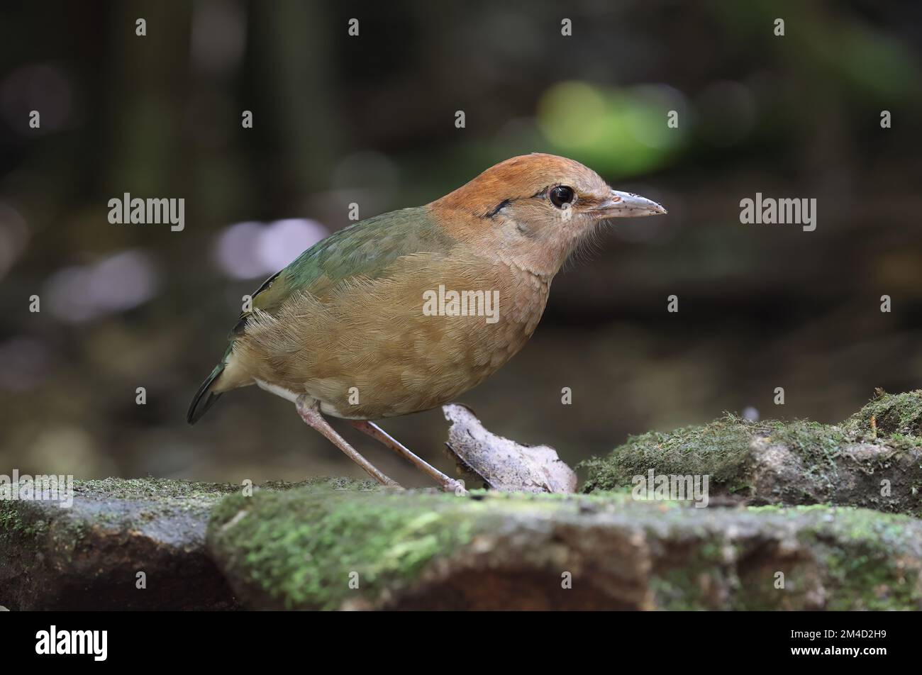 Rusty-naped Pitta (Hydrornis oatesi) adult standing on mossy rock Da ...
