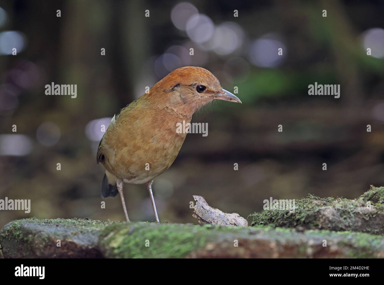 Rusty-naped Pitta (Hydrornis oatesi) adult standing on mossy rock Da ...