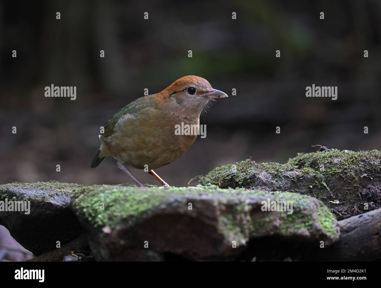 Rusty-naped Pitta (Hydrornis oatesi) adult standing on mossy rock Da ...