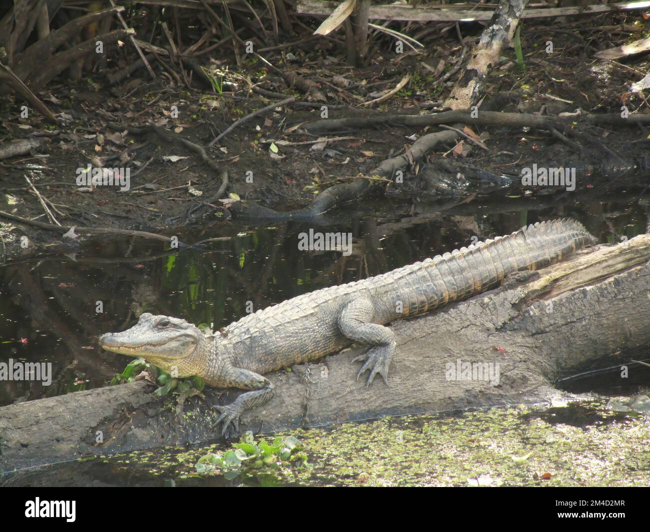 Gator habitat hi-res stock photography and images - Alamy
