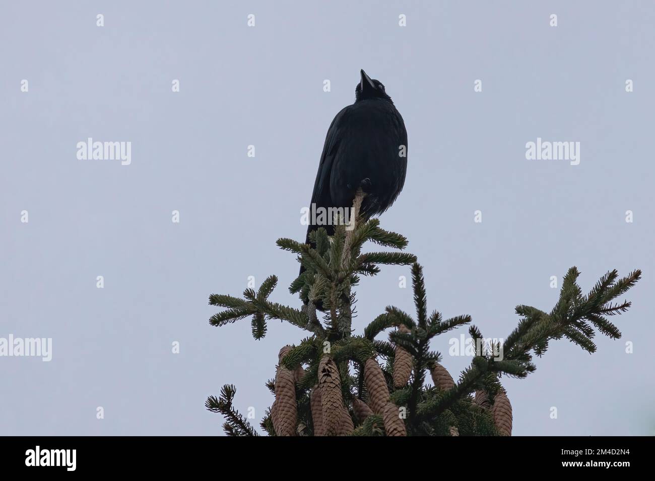 raven perching on the top of a coniferous tree Stock Photo - Alamy
