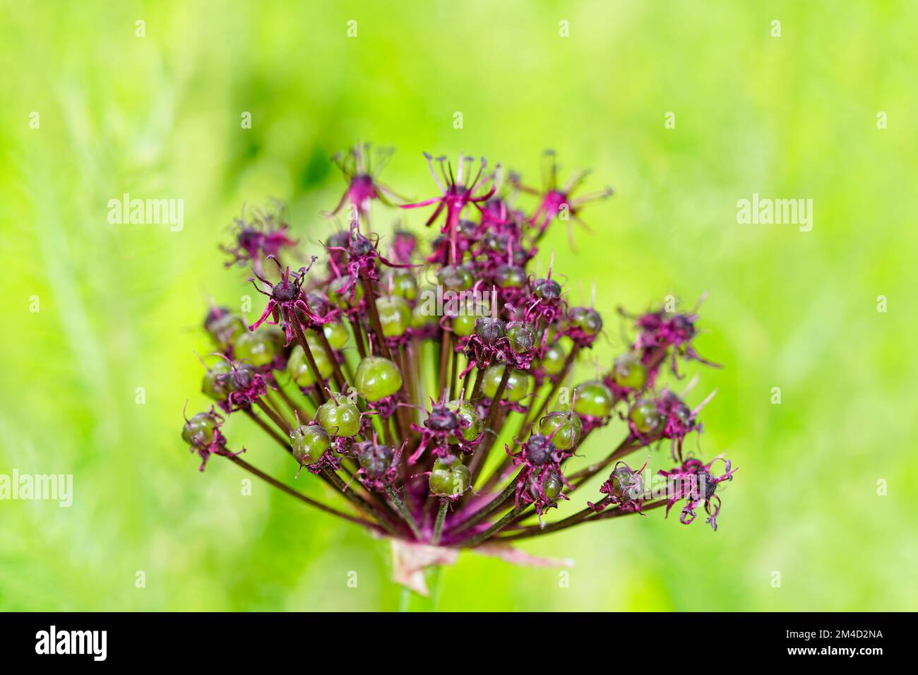 Giant onion flower blossom hi-res stock photography and images - Alamy