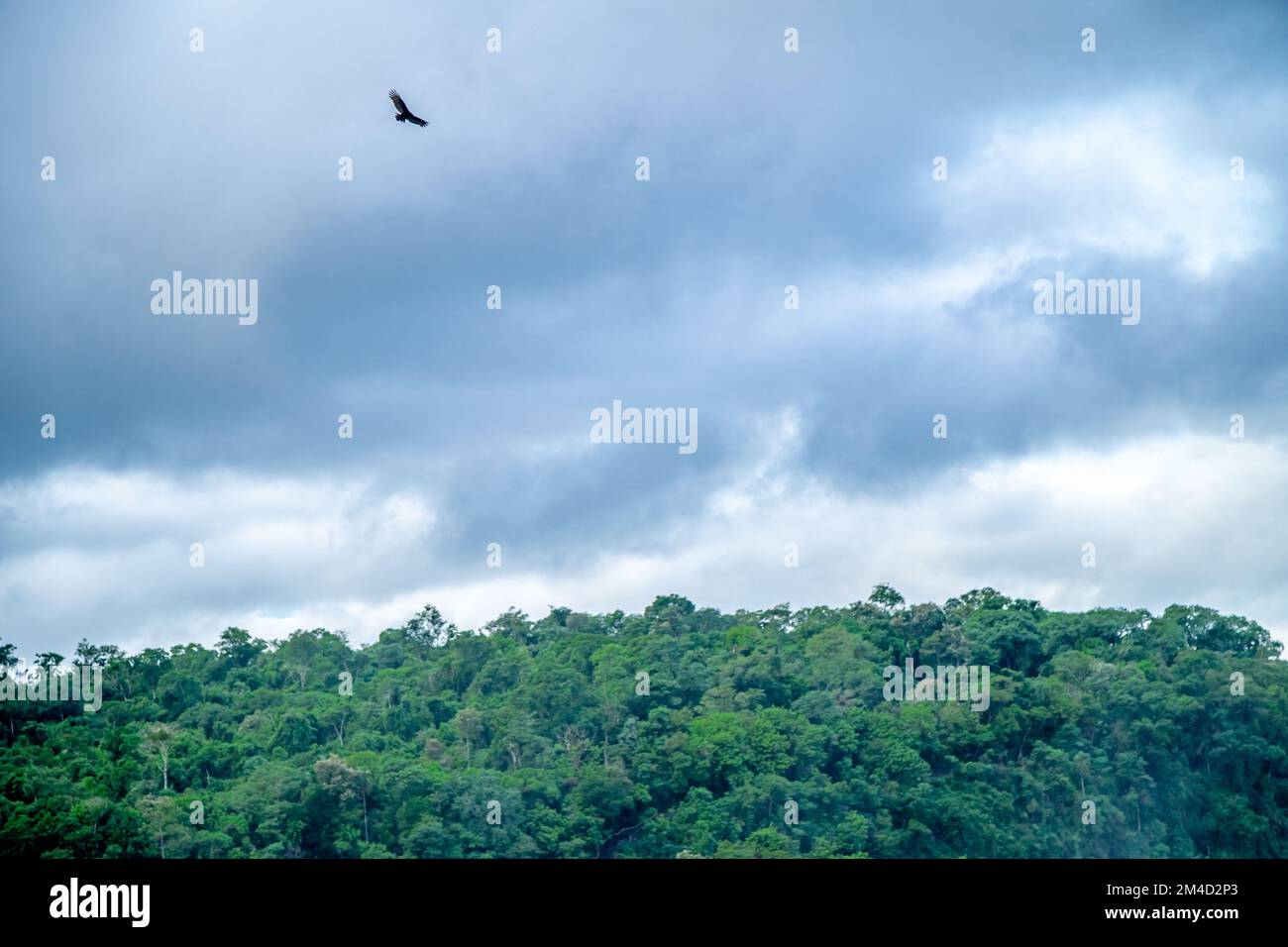 condor bird flying in the sky above the jungle Stock Photo - Alamy