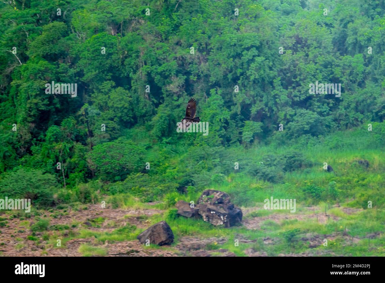 condor bird flying in the sky above the jungle Stock Photo - Alamy