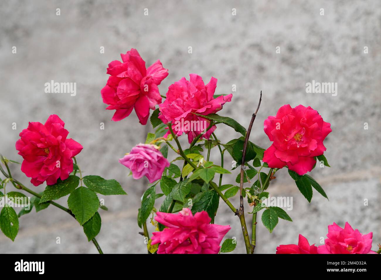 Blooming bouquet pink roses hi-res stock photography and images - Alamy
