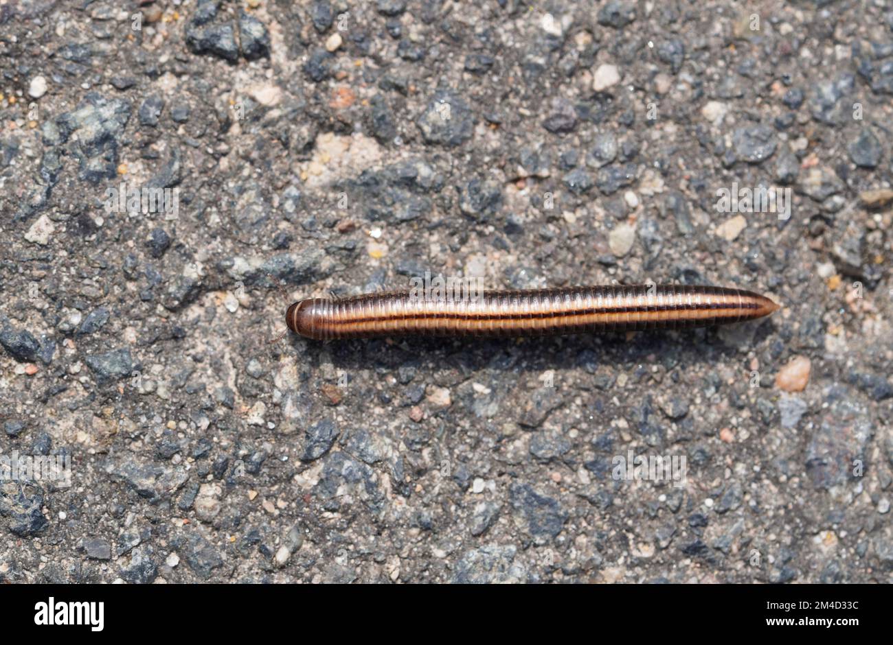 Millipede ommatoiulus sabulosus hi-res stock photography and images - Alamy