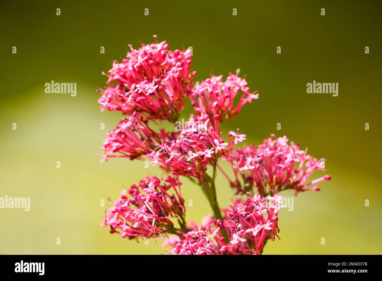 Pink flowers of the spur flower. Plant close-up against a green ...