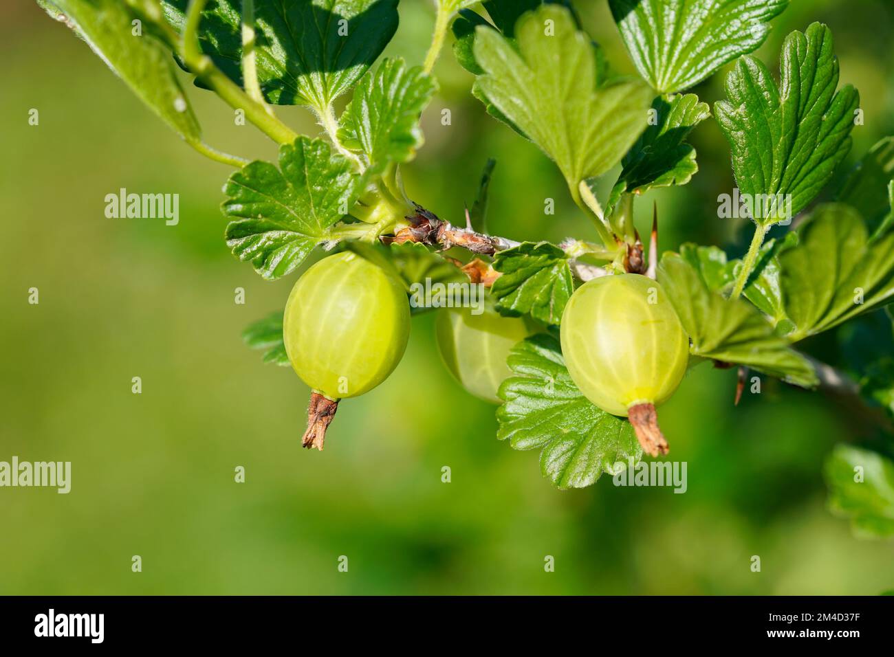 Close-up of the gooseberry. Unripe fruit close-up. Ribes grossularia ...