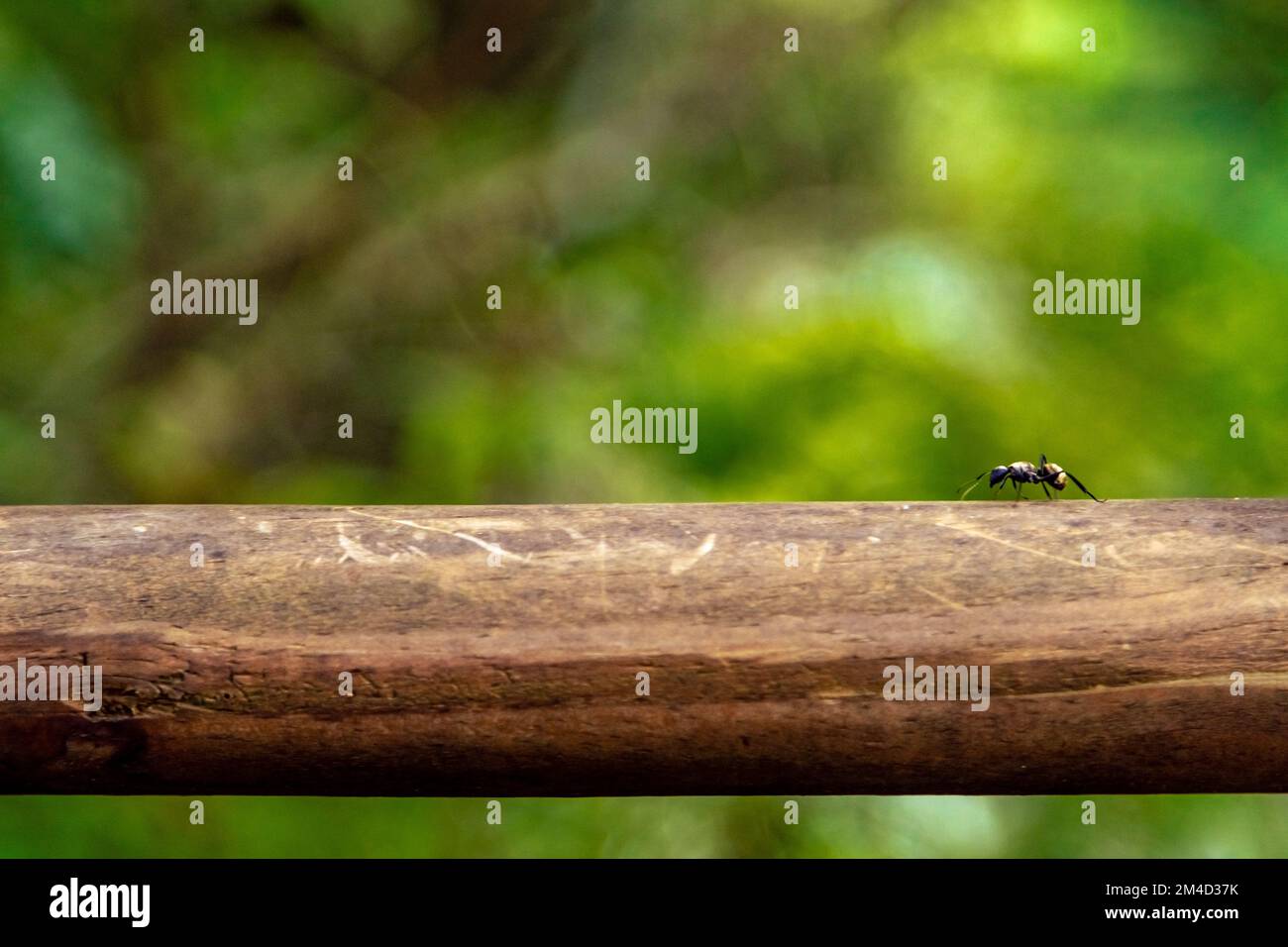 ant on a tree branch in the forest Stock Photo - Alamy