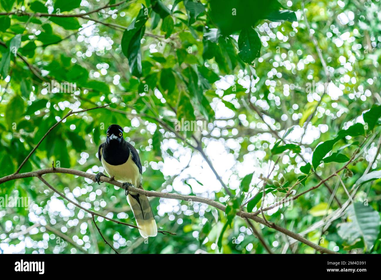 Beautiful plush crested jay hi-res stock photography and images - Alamy