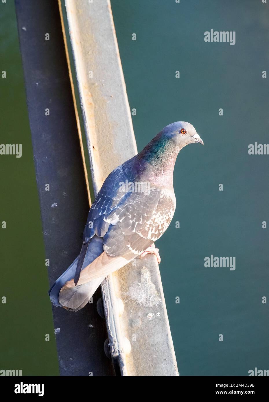 Columbidae hi-res stock photography and images - Alamy