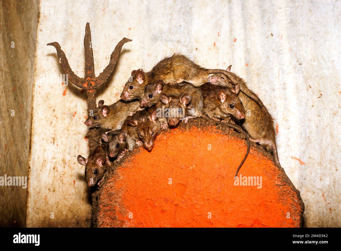 Rats of the Karni Mata Temple are belived to carry the souls of died ...