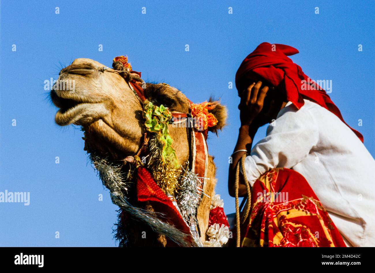 Camel-driver waiting for customer on the beach of Dwarka. Dwarka ...