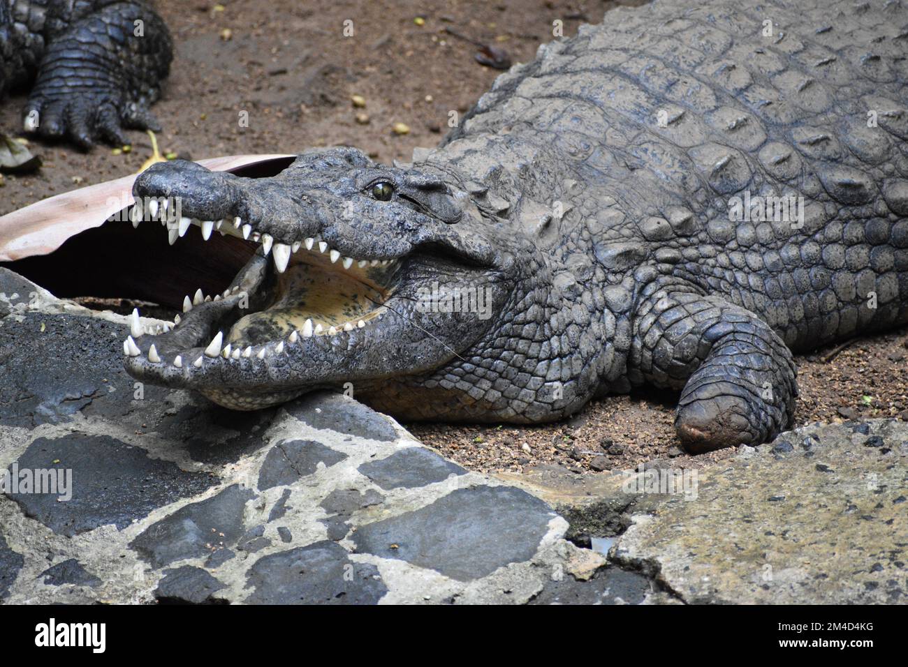 A close-up shot of a scary crocodile Stock Photo - Alamy