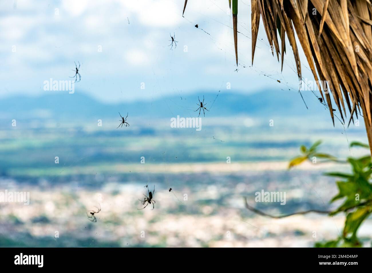 spiders in a web on a tree in nature Stock Photo - Alamy