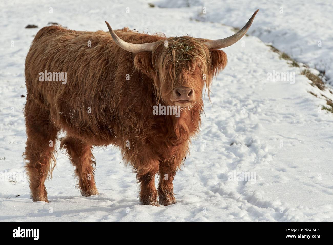 Domestic cattle bos taurus adult hi-res stock photography and images ...