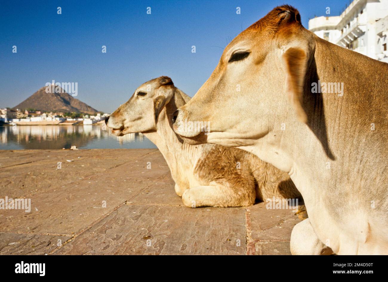 Holy cows are still respected at the ghats of Brahma-Lake Stock Photo ...