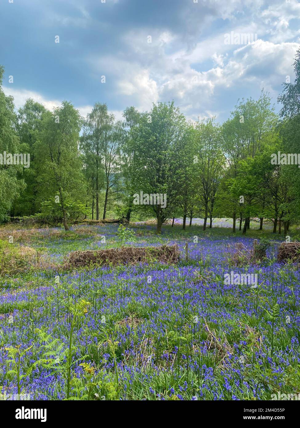 Sea of bluebells in the woods Stock Photo - Alamy