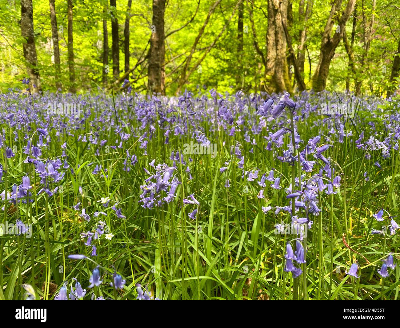Sea of Bluebells Stock Photo - Alamy