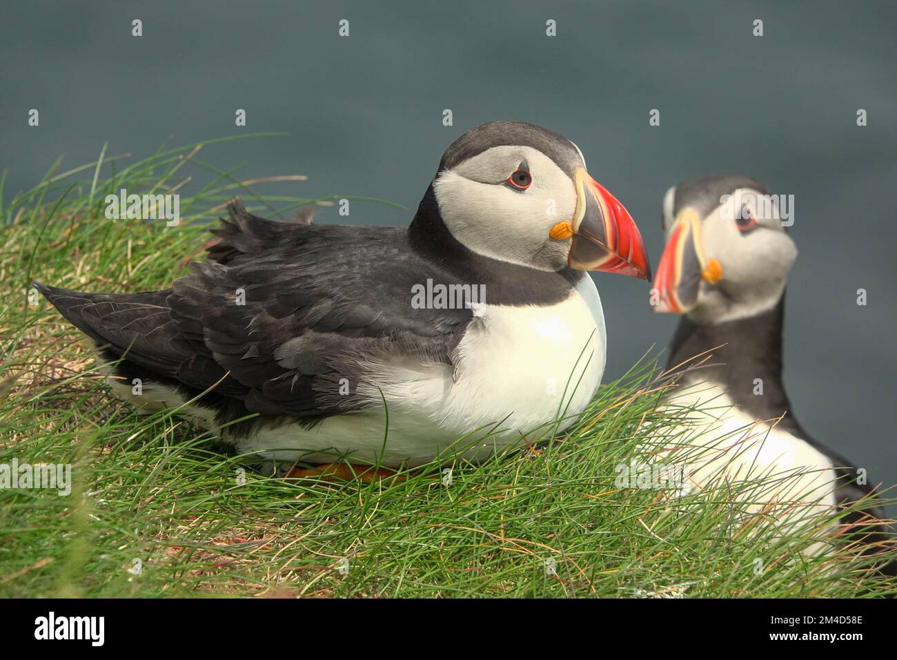 Mating Pair of Puffins on Cliff Edge Stock Photo - Alamy