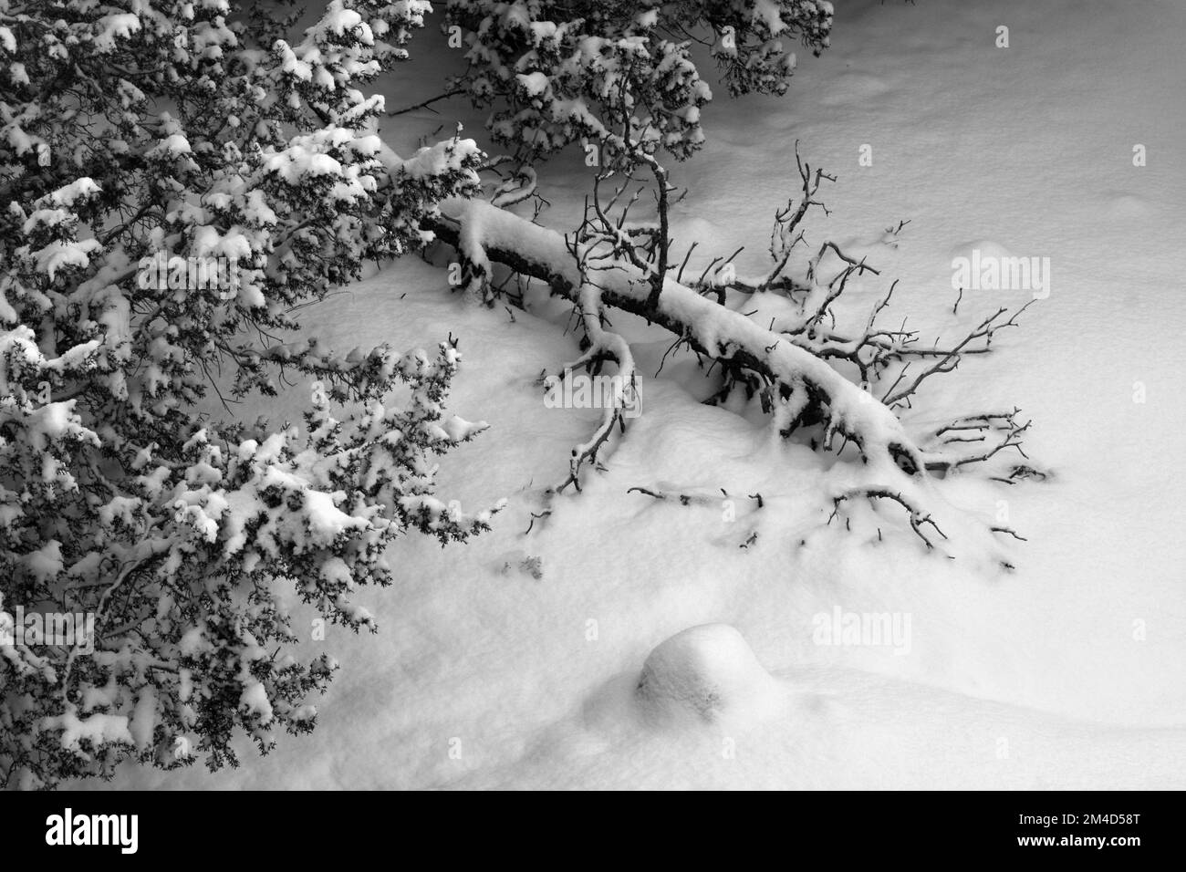 Pinon tree Black and White Stock Photos & Images - Alamy