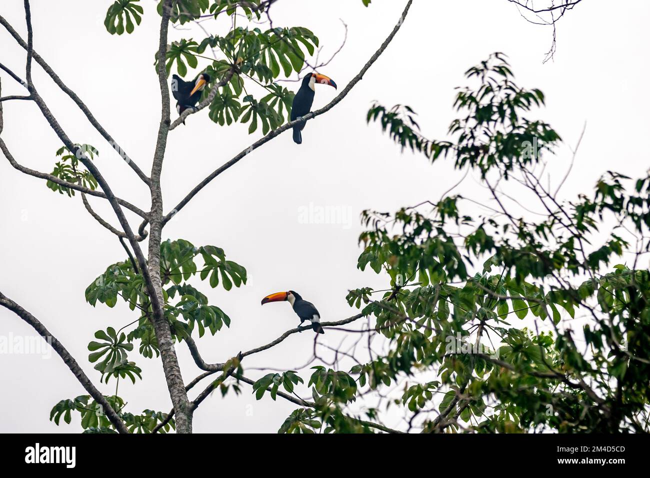 toucan on a tree branch in the amazon forest Stock Photo - Alamy