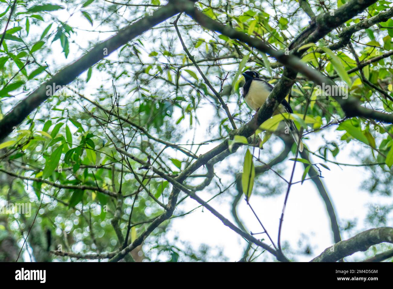 Crested jay on a tree in the forest Stock Photo - Alamy