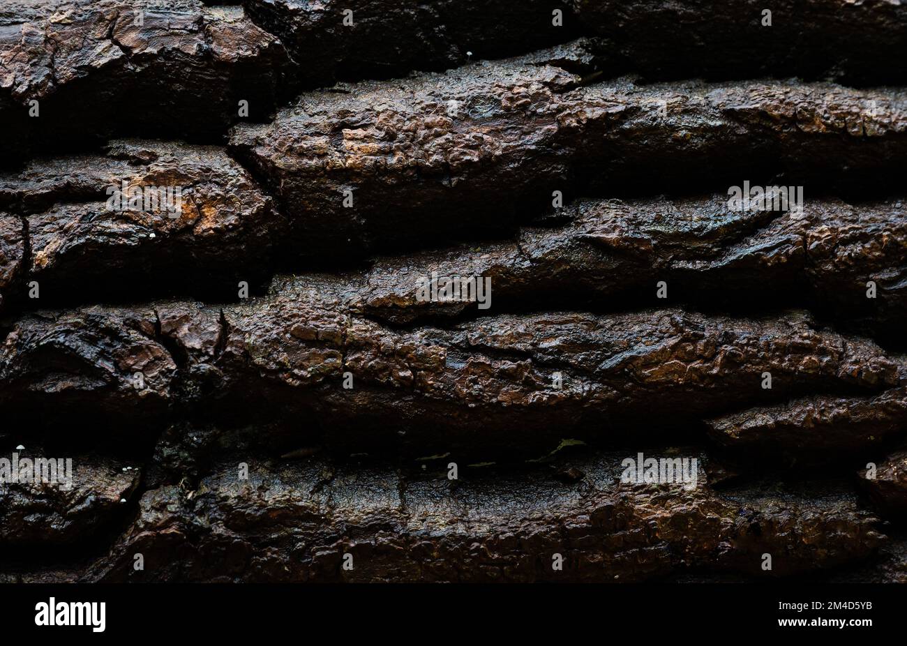 Dark textured tree stem of a tree, Brussels, Jette, Belgium Stock Photo ...