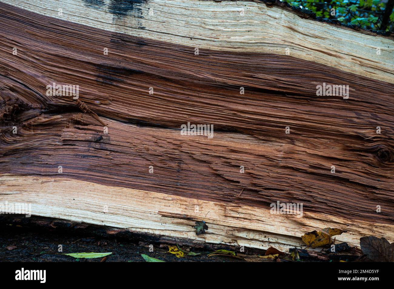 Tree trunk split in two, showing the rough structure of the wood in ...