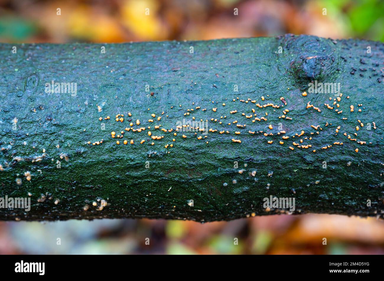 Micro organisms hi-res stock photography and images - Alamy