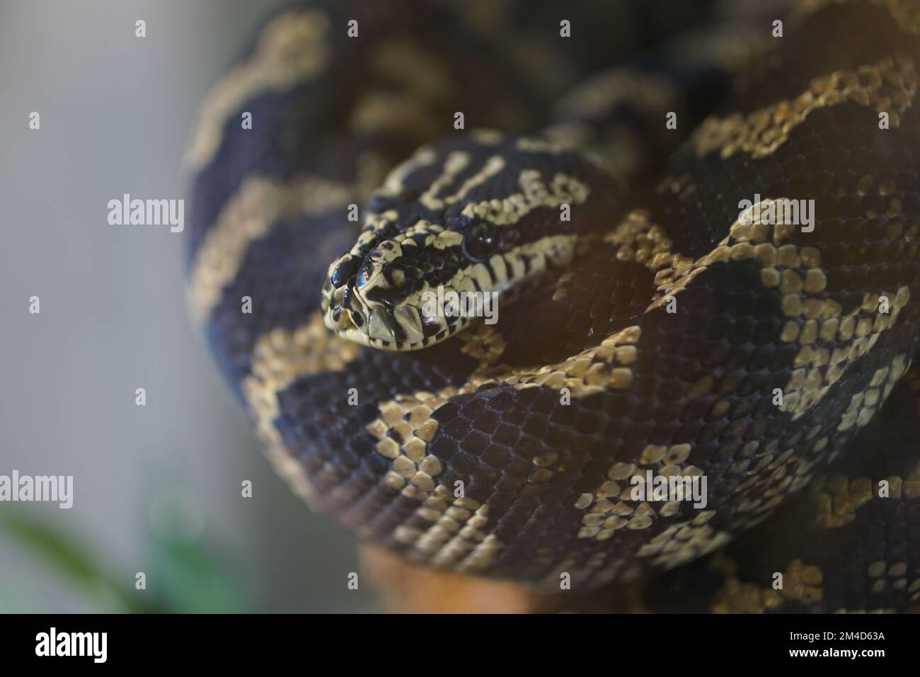A closeup of a Morelia spilota mcdowelli, carpet phyton snake's skin ...
