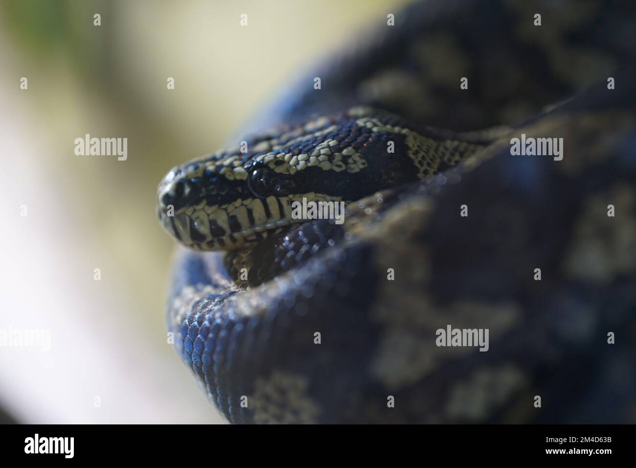 Morelia spilota mcdowelli hi-res stock photography and images - Alamy