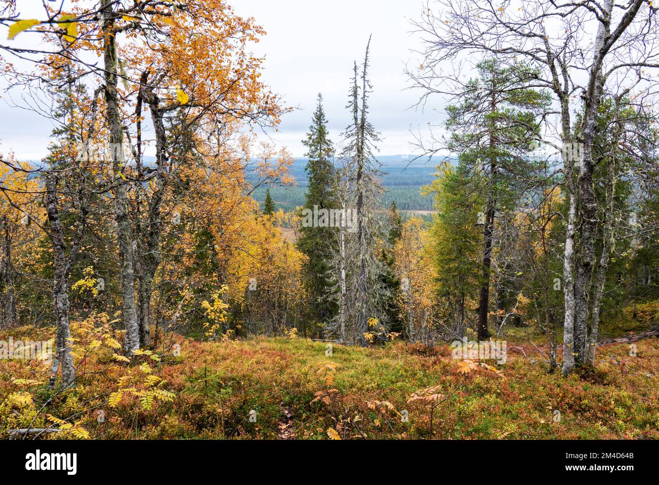 A colorful old-growth forest during fall foliage in Närängänvaara near ...