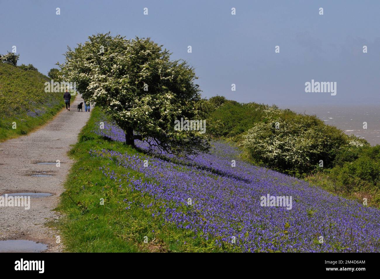 Mass bluebells "Hyacinthoides non-scripta"carpet the flank of Brean ...