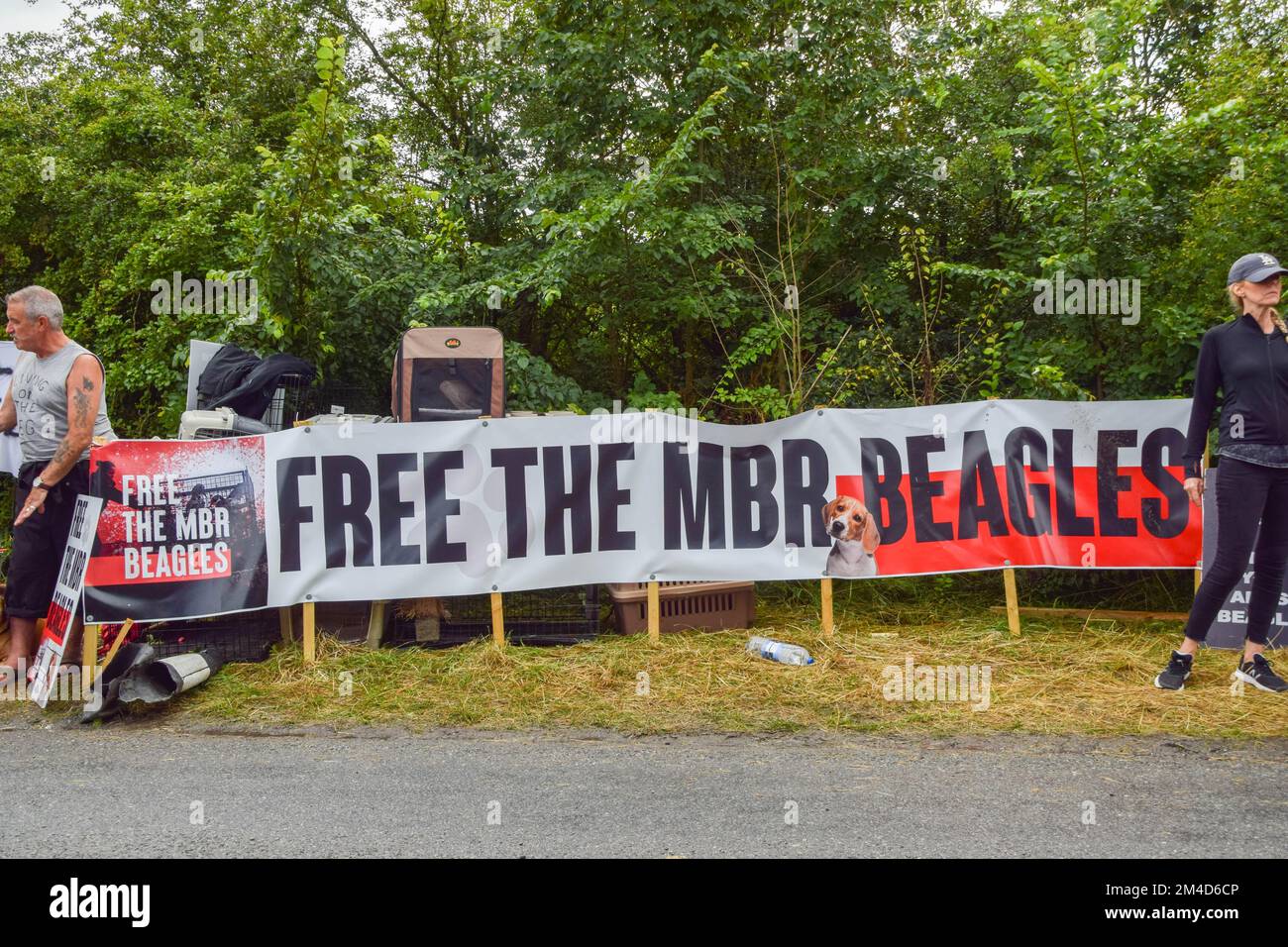 Mbr beagle breeding hi-res stock photography and images - Alamy