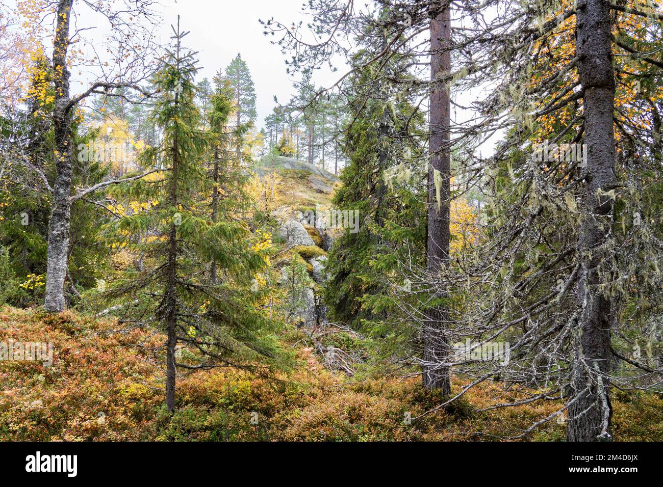 A colorful old-growth forest during fall foliage in Närängänvaara near ...
