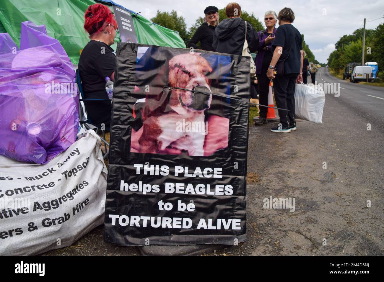 Mbr beagle breeding hi-res stock photography and images - Alamy