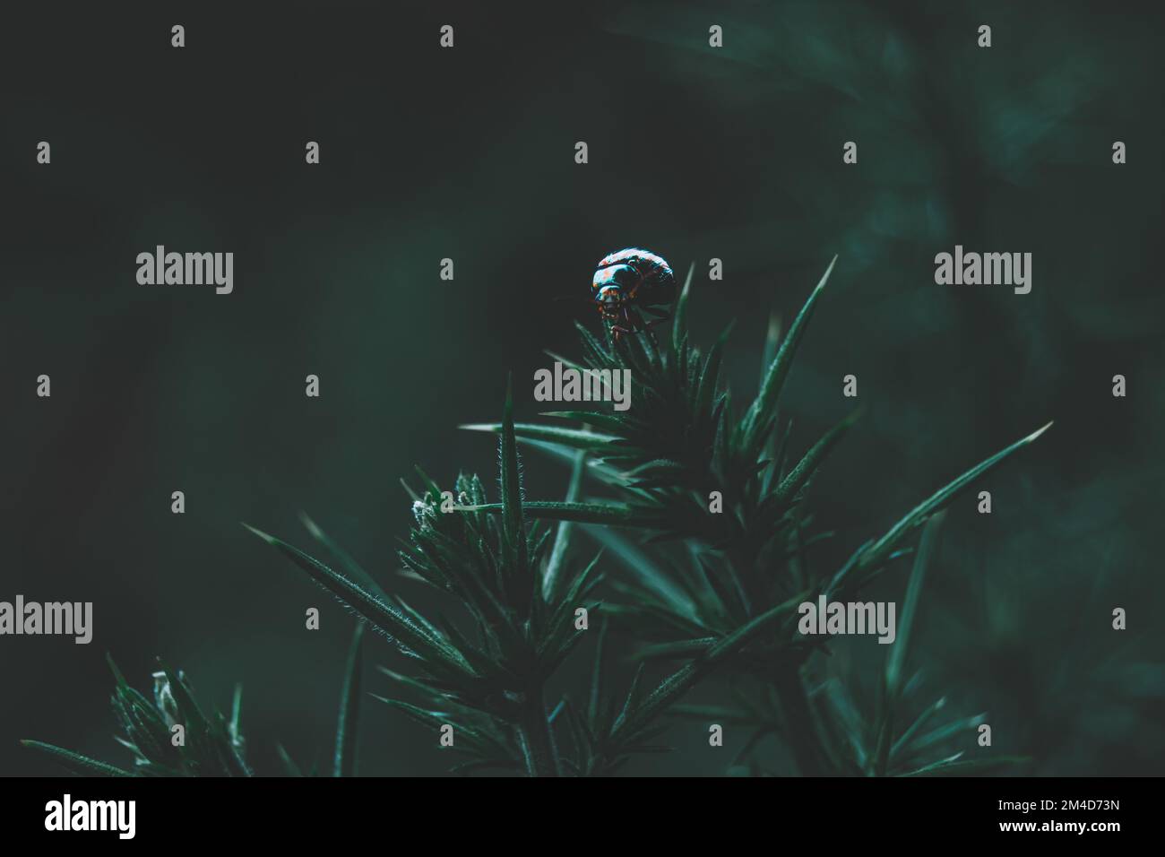 Tiny colorful beetle on top of spiky plant with blurred background ...