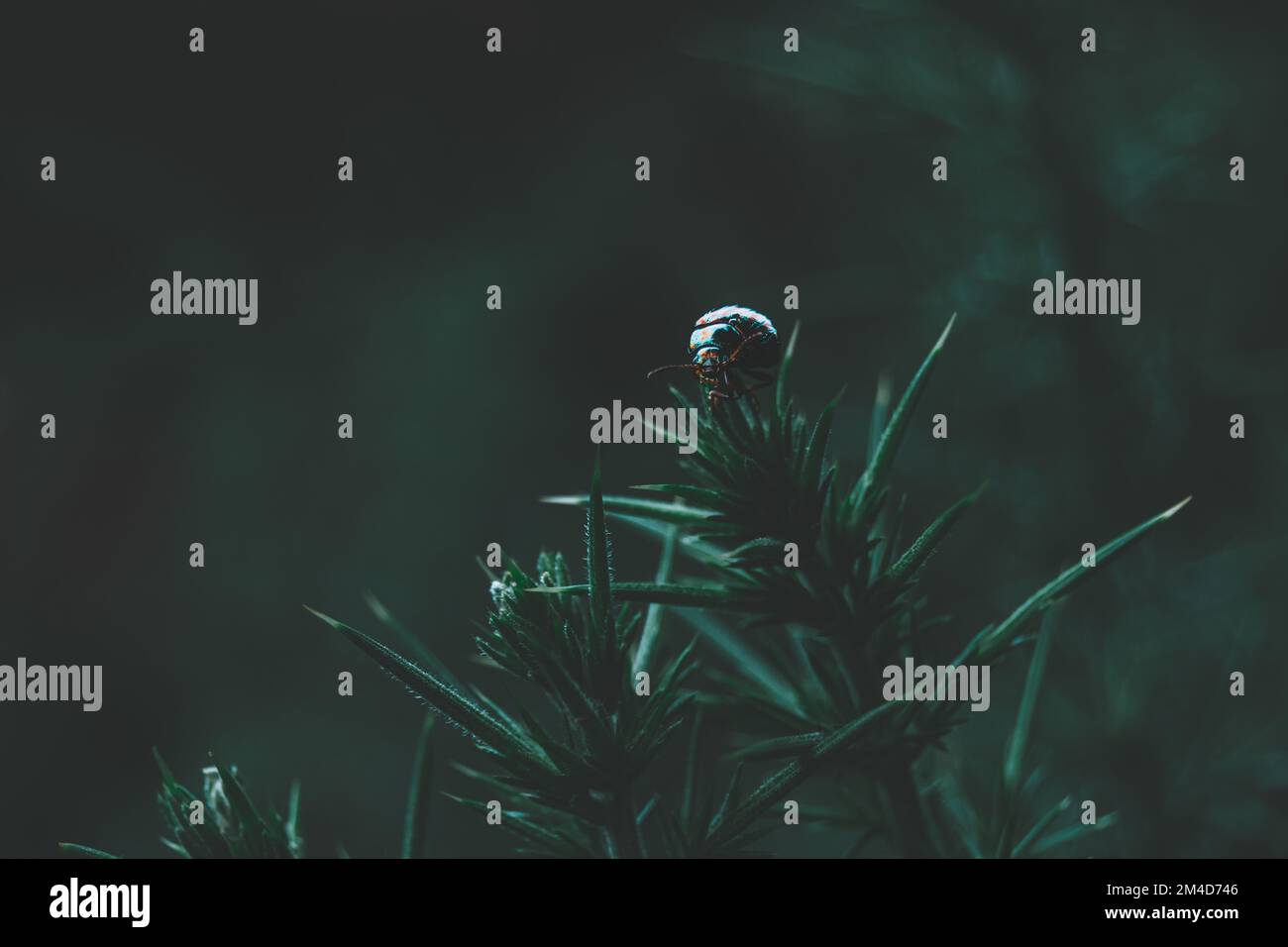 Tiny colorful beetle on top of spiky plant with blurred background ...