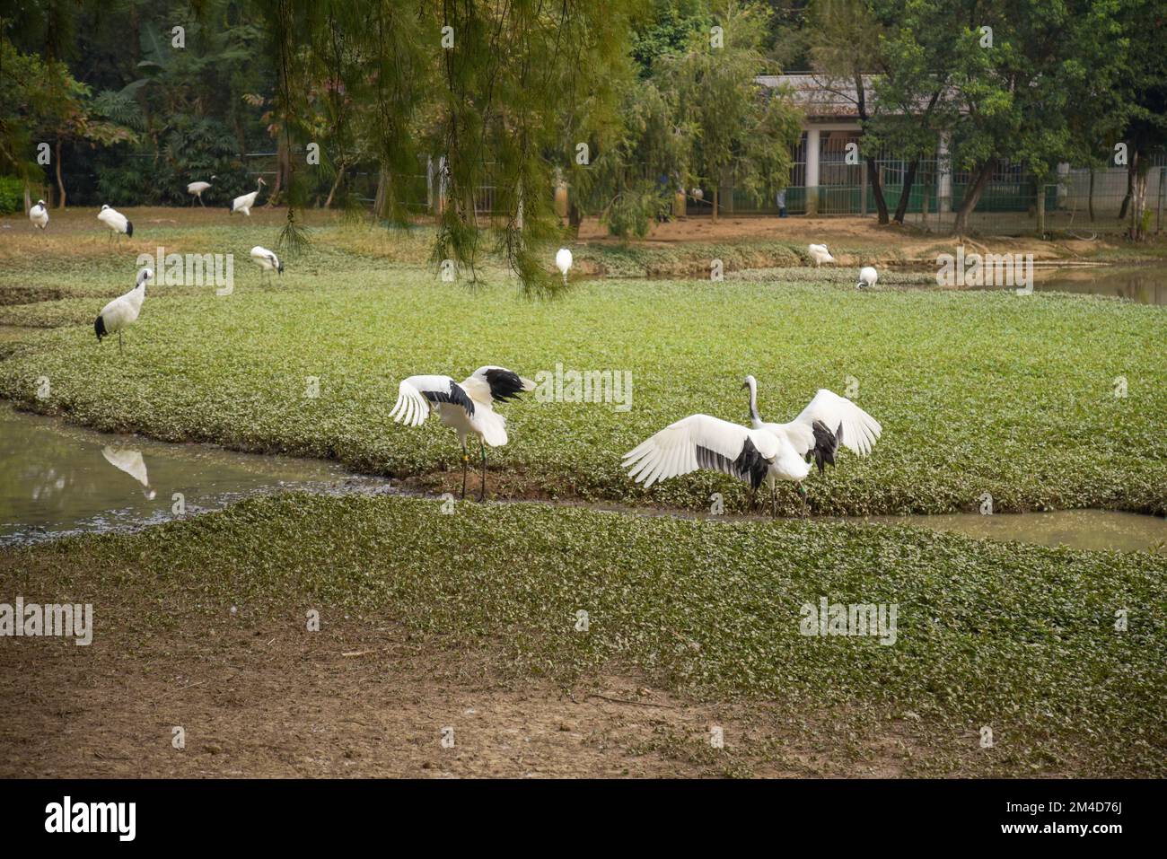 A beautiful view of Red-crowned cranes drinking water near the pond in ...