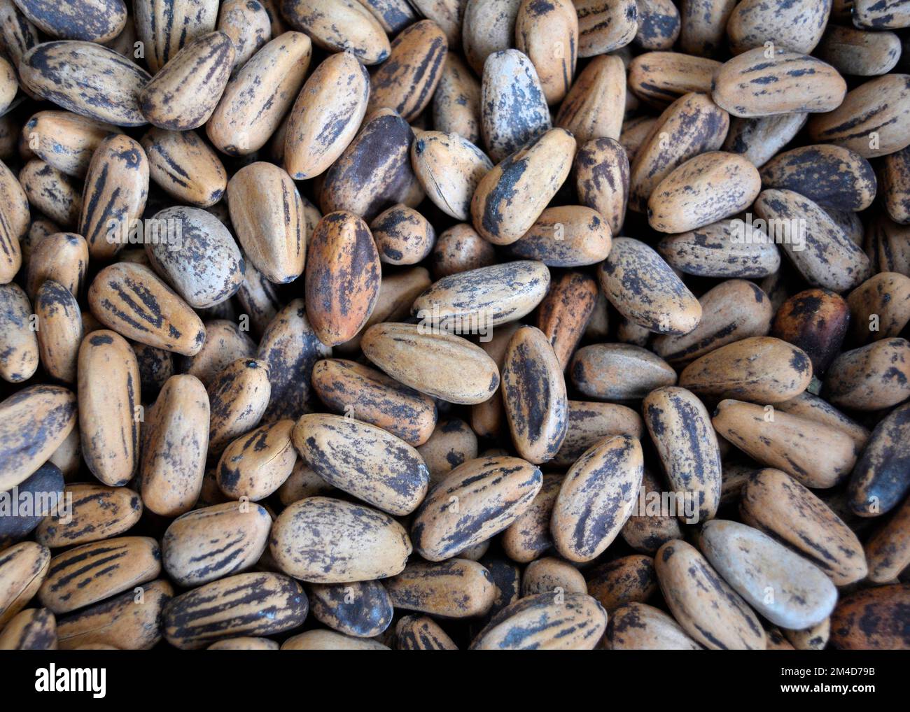 Pinus pinea cone hi-res stock photography and images - Alamy