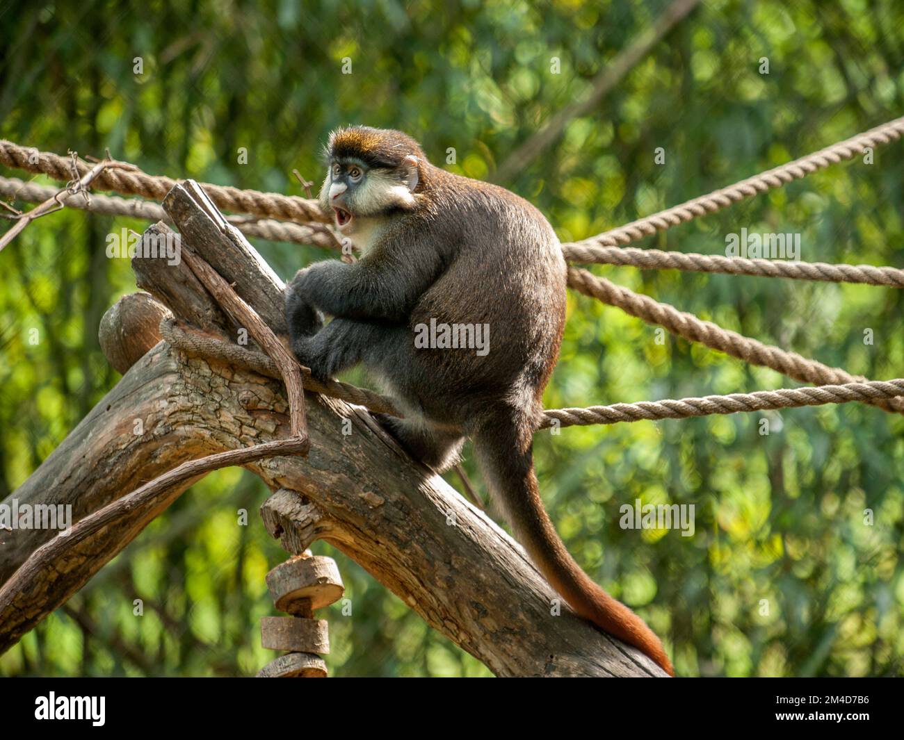 Black tailed redtail hi-res stock photography and images - Alamy