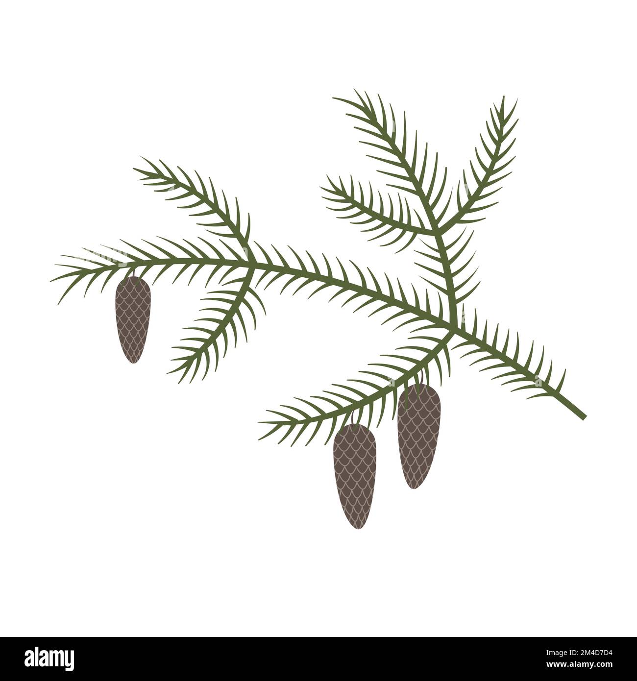 Evergreen forest species Cut Out Stock Images & Pictures - Alamy