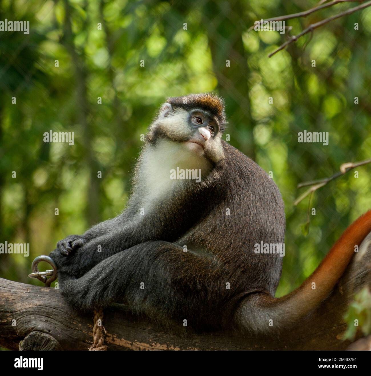 A Schmidt's guenon (Cercopithecus ascanius) at the Nashville Tennessee ...